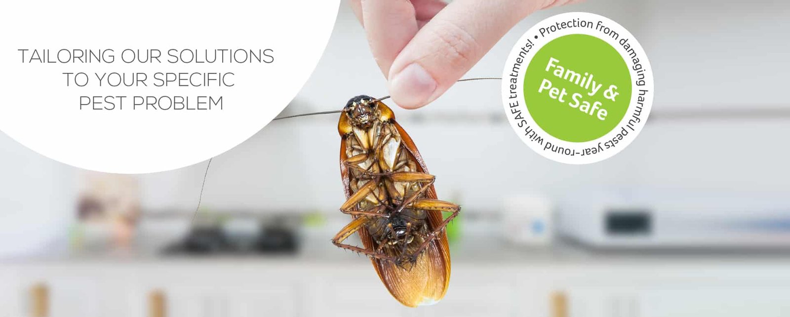 5 Reasons to Hire a Pest Control Company | Get Expert's Opinion