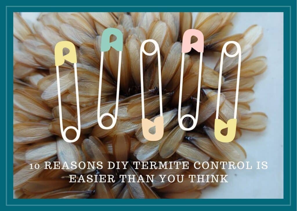 10 Reasons DIY Termite Control is Easier than You Think