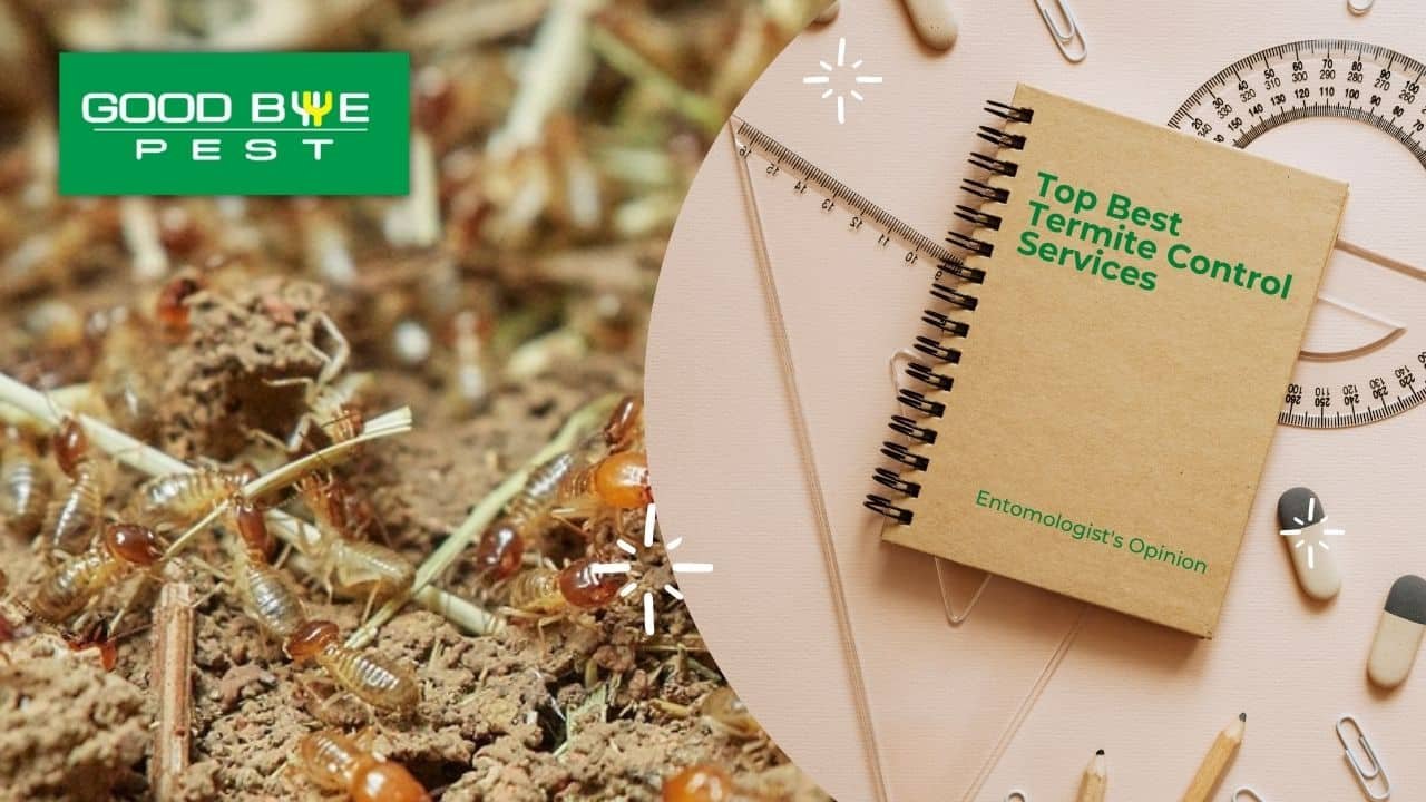 Top Best Termite Control Services | Pest Control Kolkata | Trusted ...